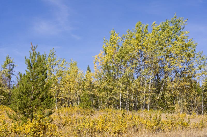 Trees Turning Color in the Fall Breeze Stock Image - Image of botany ...
