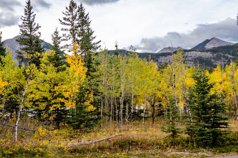 Trees Turning Colour in the Park. Bow Valley Provincial Park, Alberta ...