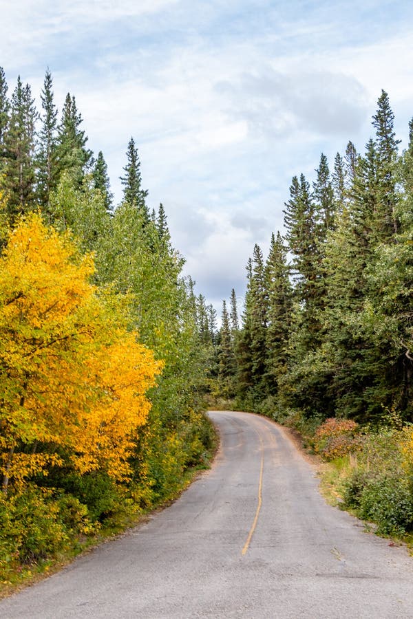 Trees Turning Colour in the Park. Bow Valley Provincial Park, Alberta ...
