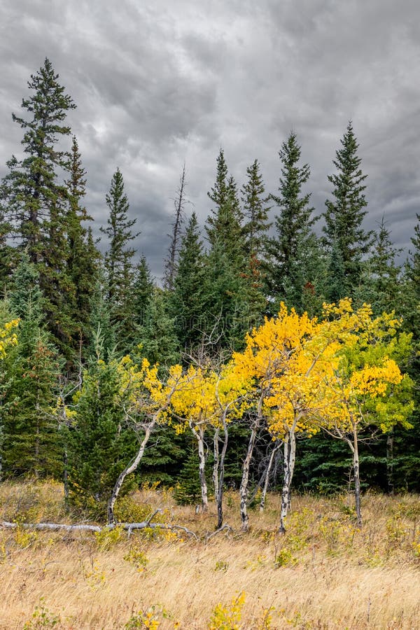 Trees Turning Colour in the Park. Bow Valley Provincial Park, Alberta ...