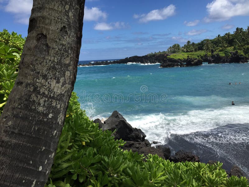 Trees and Turquoise Pacific Stock Photo - Image of quiet, holiday ...