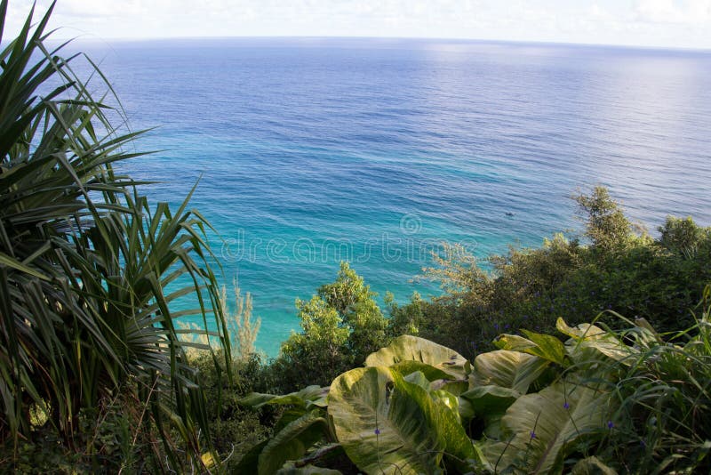 Trees and Turquoise Pacific Stock Image - Image of exotic, pacific ...