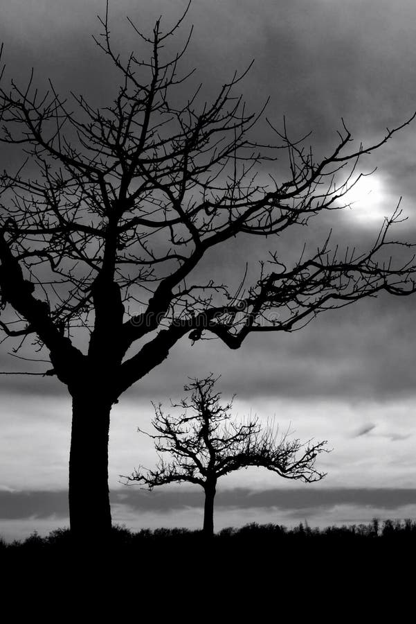 Trees in Twilight stock image. Image of crop, horror, candid - 5089773