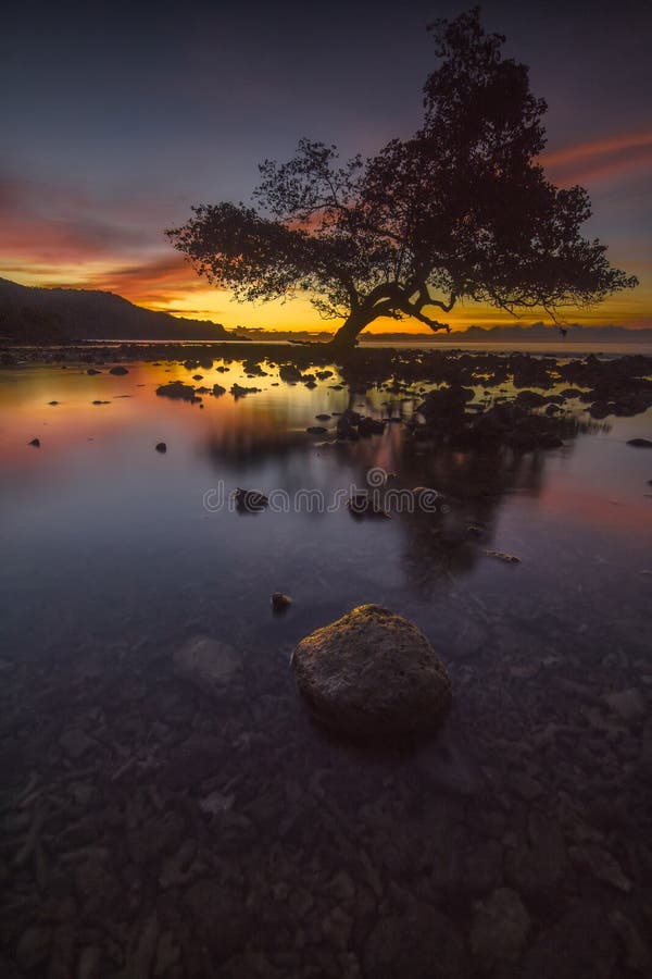 Trees and twilight stock photo. Image of dramatic, plant - 210603118