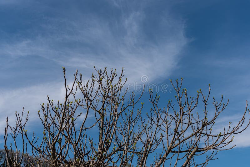Trees Typical of the Italian Peninsula Stock Photo - Image of green ...