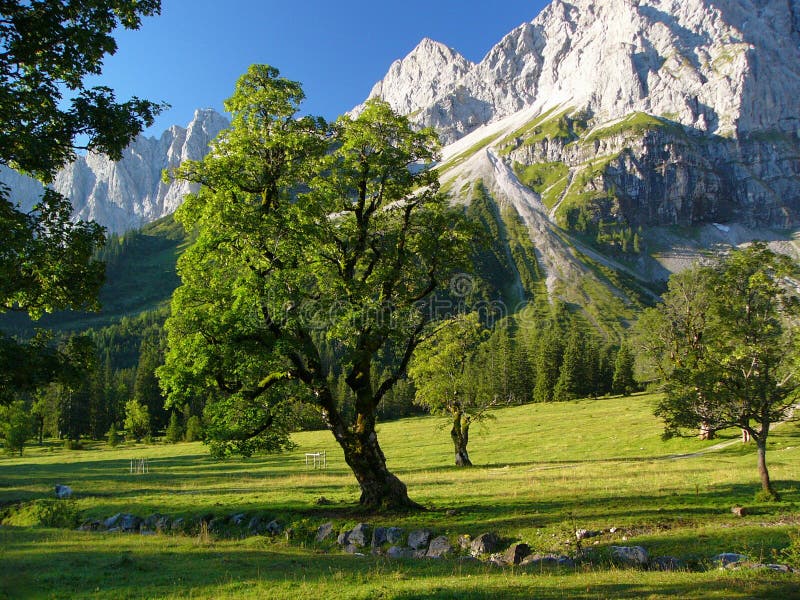 Trees und moutains stock image. Image of rock, mountain - 3577979