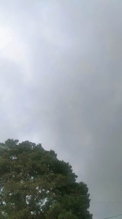 Trees Under Cloudy Weather Will Rain Stock Photos - Free & Royalty-Free ...
