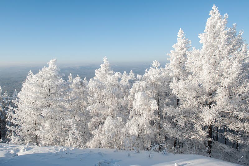Trees under heavy snow stock photo. Image of freeze, snowy - 54641578