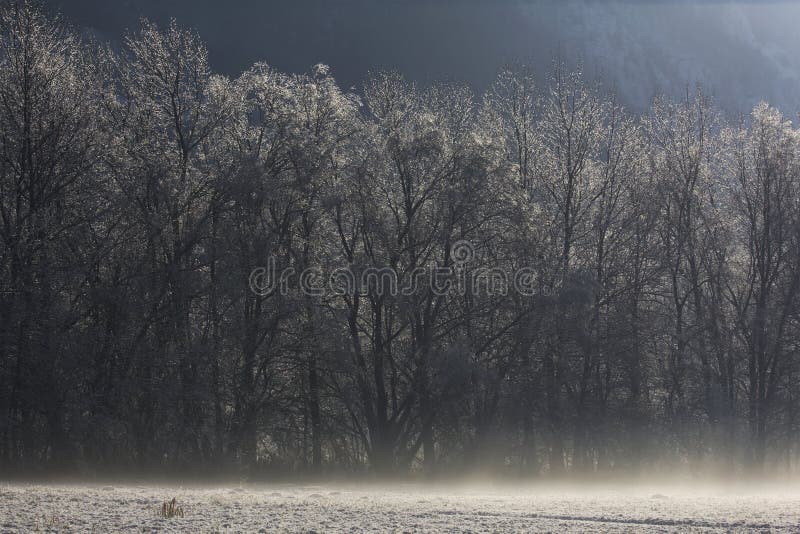 Trees Under the Snow in a Cold Plain Stock Photo - Image of mist ...