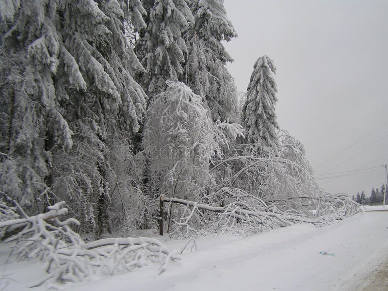 Trees after freezing rain stock photo. Image of sunset - 203397678