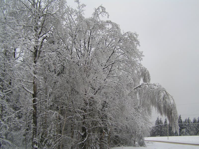 Trees after freezing rain stock photo. Image of weather - 203397696