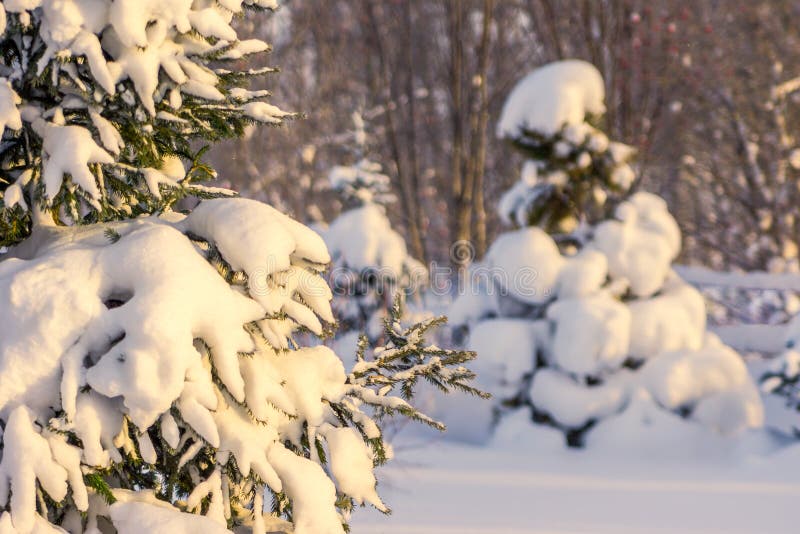 Winter Morning, Trees Under the Snow, a Lot of Snow, Snow Breaks Trees ...