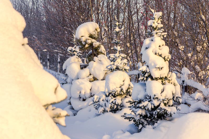 Winter Morning, Trees Under the Snow, a Lot of Snow, Snow Breaks Trees ...
