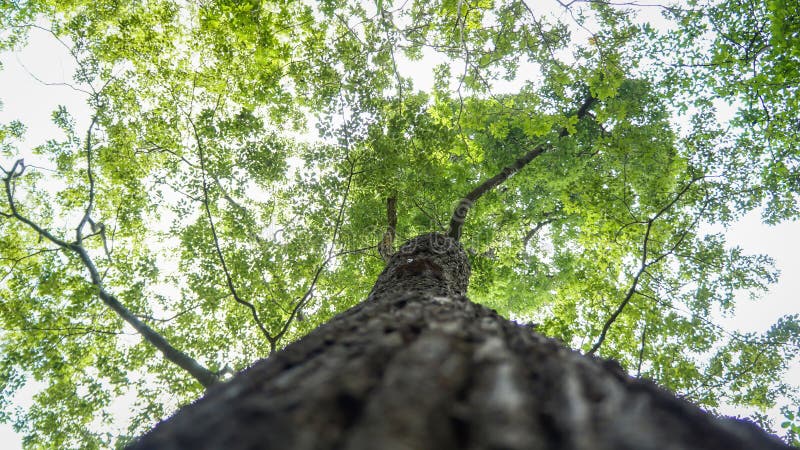 Trees in an Up-close Photo Shoot with Leaves in the Background Stock ...