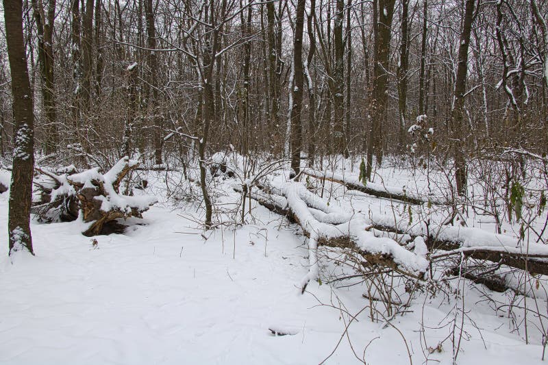 Trees Uprooted in a Snowy Forest Lie Under a Layer of Snow Stock Photo ...