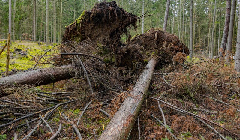 Trees Uprooted by Storm in the Forest Stock Photo - Image of landscape ...