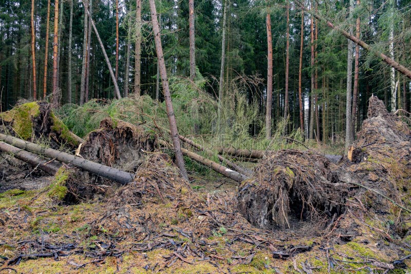 Trees Uprooted by Storm in the Forest Stock Image - Image of outdoor ...