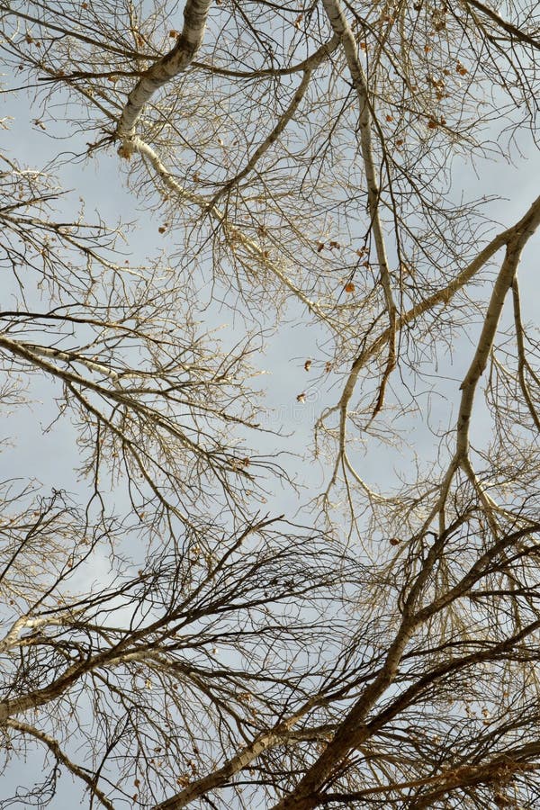 Upwards Tree stock image. Image of leafs, beautiful, outside - 82804049