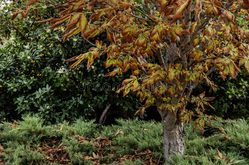 Trees in an Urban Park with Branches Loaded with Leaves that Fall in ...