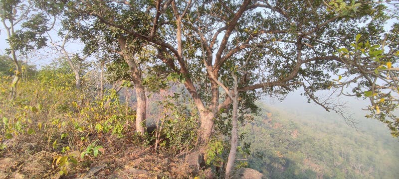 Trees and valley in forest stock photo. Image of plant - 236449024