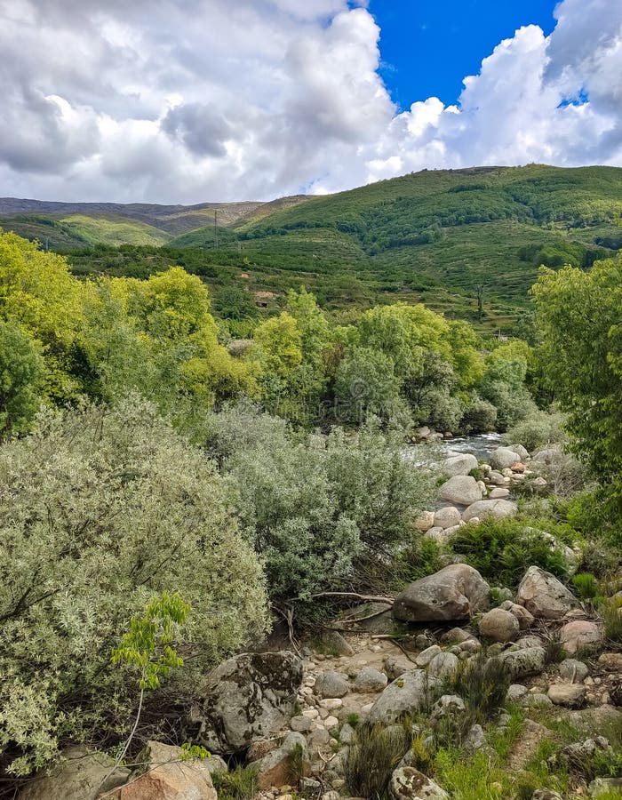 Trees in the valley stock photo. Image of cherry, wild - 271758822