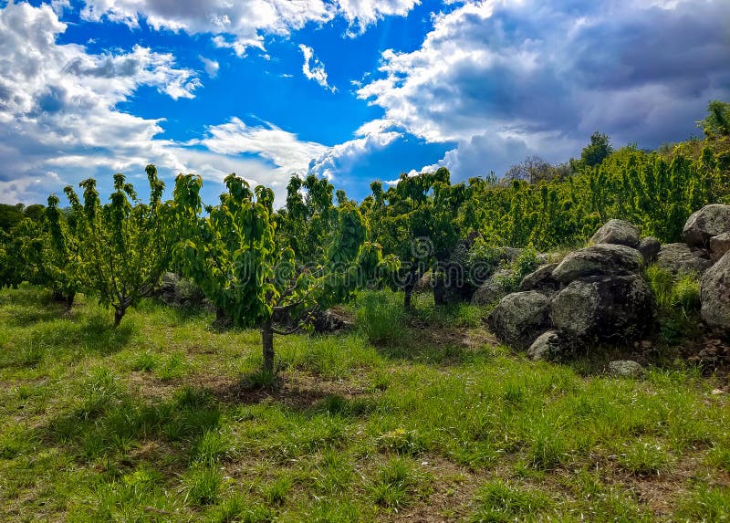 Trees in the valley stock photo. Image of mediterranean - 271758902