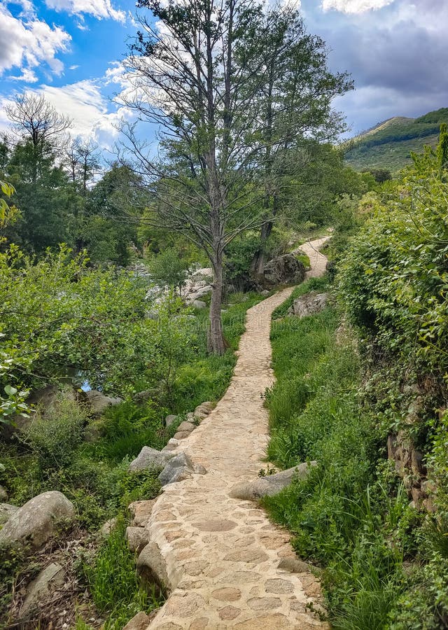 Trees in the valley stock photo. Image of range, landscape - 271758978