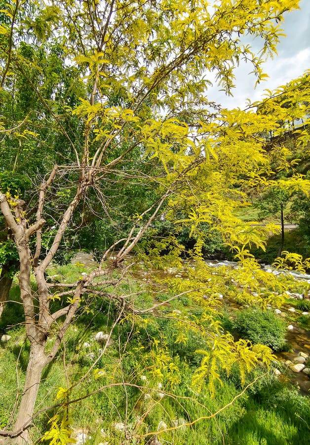 Trees in the valley stock photo. Image of sunlight, trees - 271759256