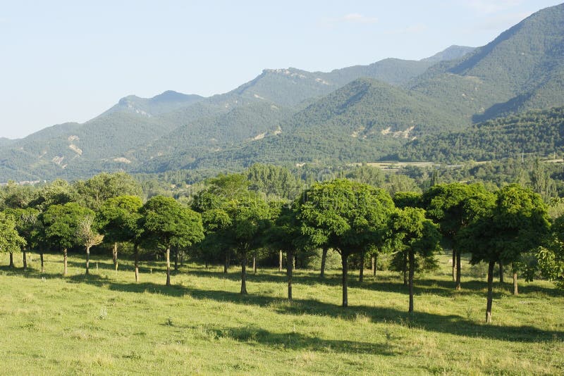 Trees in Valley of River Ara, Pyrenees Stock Photo - Image of mountain ...