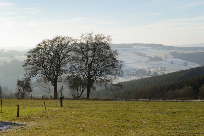 2 Trees in Valley Belgian Ardennes Stock Photo - Image of rime, forest ...