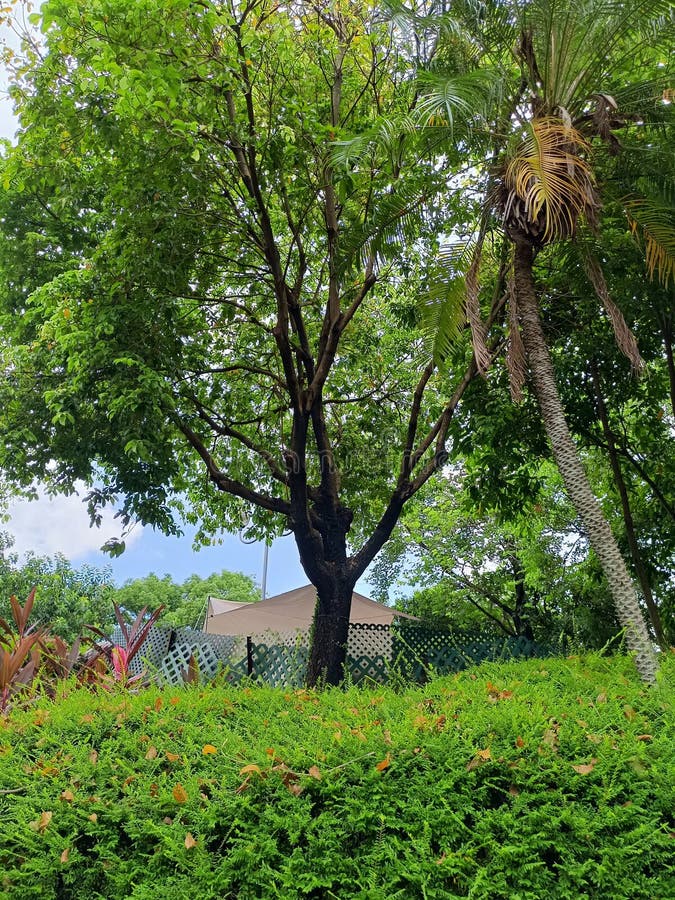 Trees and Various Types of Plants in the Park Stock Photo - Image of ...