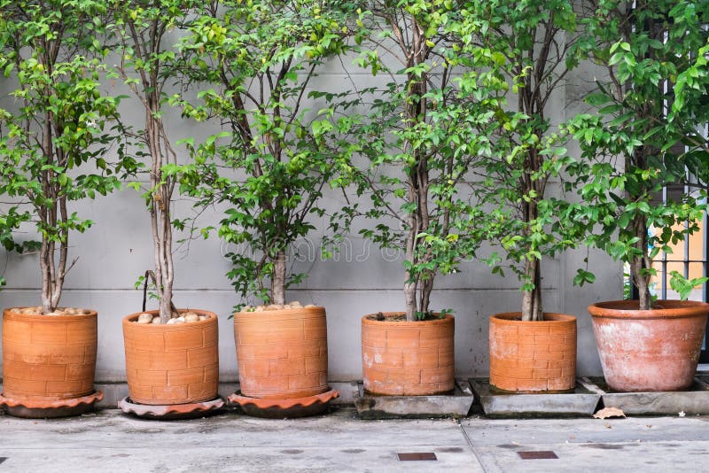 Trees and vase stock image. Image of orange, vase, stone - 52586265