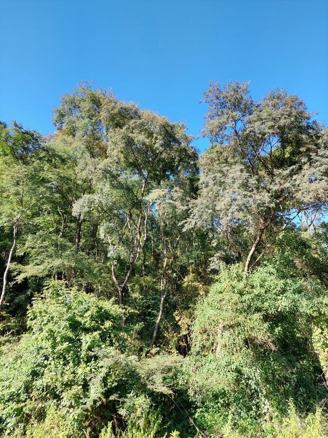 Trees Vegetation in Landscape Stock Photo - Image of produce, plant ...