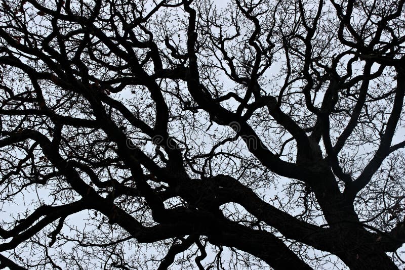 Trees | Veins of Life | Tree Branches Stock Photo - Image of shadow ...