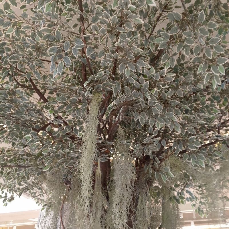 Trees are Very Beautiful in Closed Rooms Stock Photo - Image of trees ...