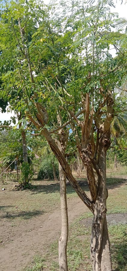 Trees are Very Useful for the Health of the Human Body Stock Photo ...