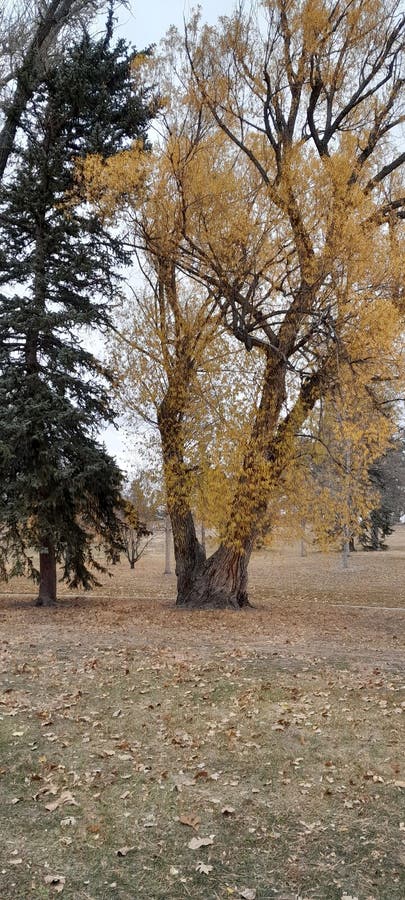 Trees in Vibrant Shades of Fall Colors at Lions Park Stock Photo ...