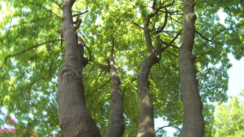 Log Boom Stock Footage & Videos - 67 Stock Videos