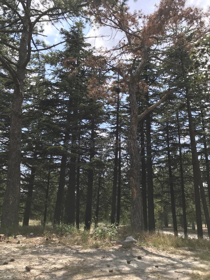 Tall tree stock image. Image of view, tree, forest, trees - 121772861