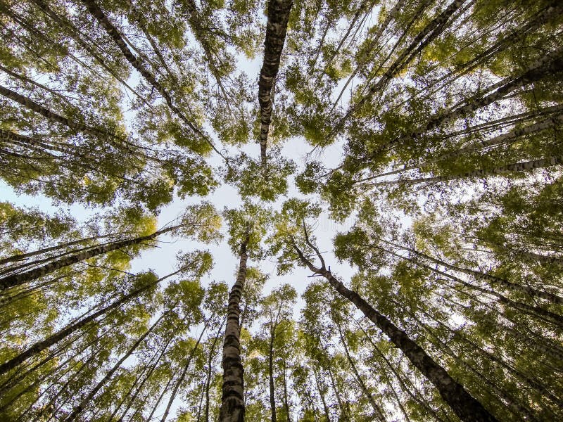 Trees view from the ground stock image. Image of fisheye - 78543257