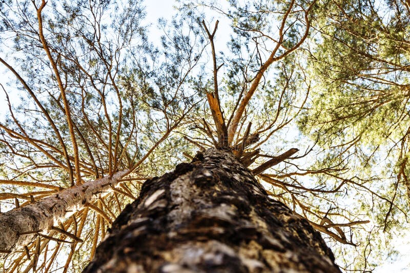 Trees. View from the Ground. Russian Forest Stock Image - Image of blue ...