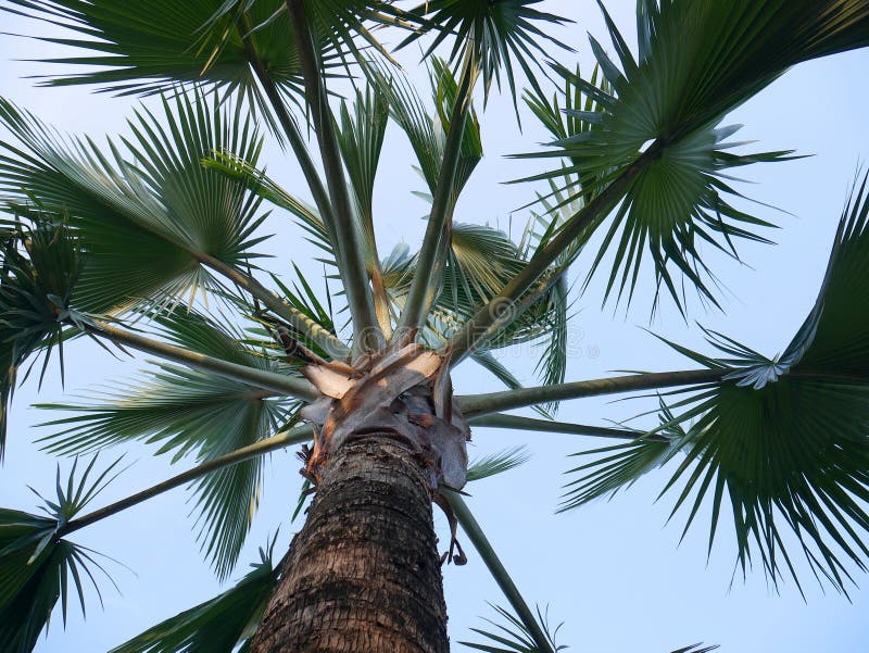 Trees View from the Ground To the Sky. Beautiful Nature Background ...