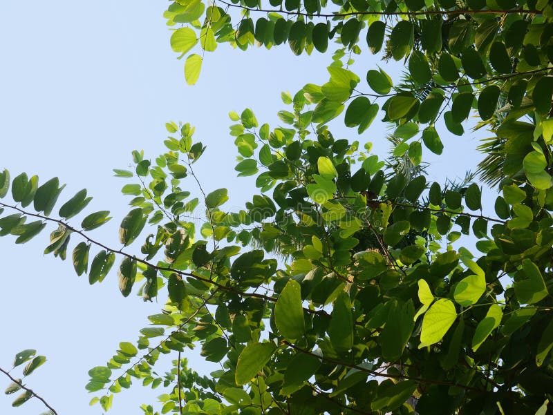 Trees View from the Ground To the Sky. Beautiful Nature Background ...