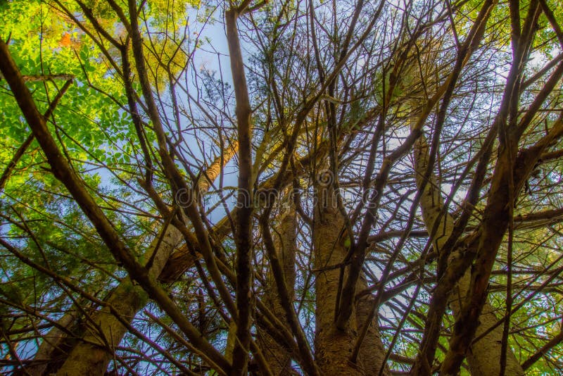 Trees View from the Ground To the Sky Stock Photo - Image of outdoor ...