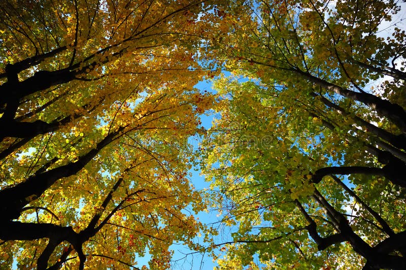 Trees view upwards stock photo. Image of high, woods, liriodendrum ...