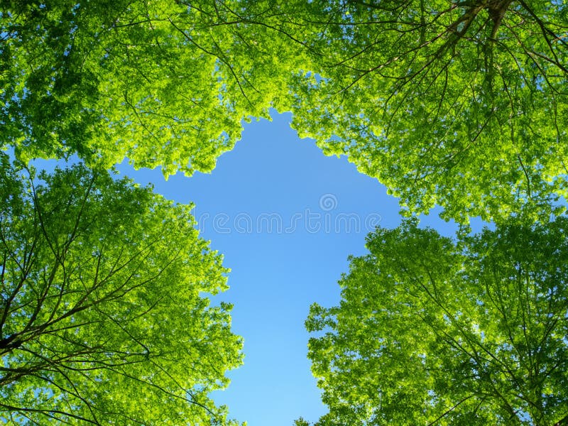 Trees Viewed from the Frog S Perspective Looking Up Stock Illustration ...