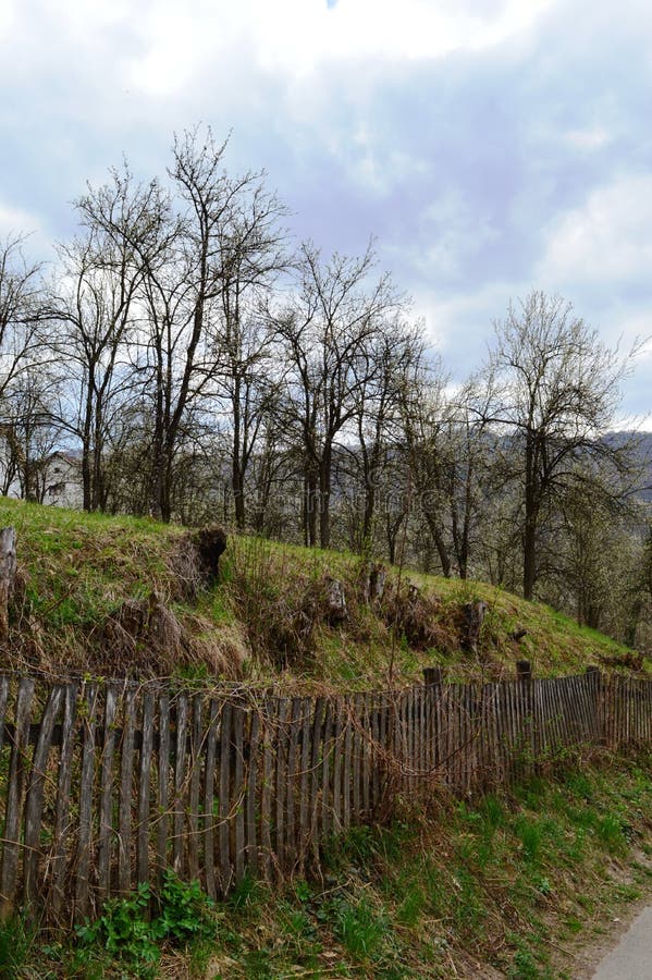 Trees in the village stock photo. Image of village, leaf - 144414288