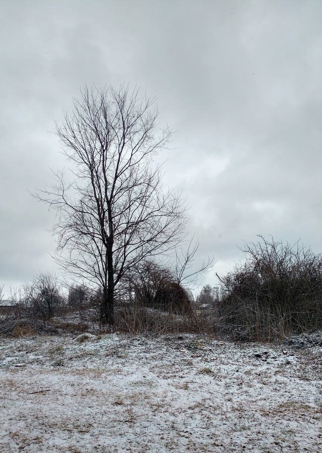 Trees and village. stock photo. Image of moss, lichen - 107573620