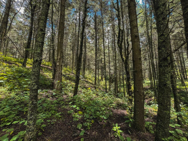 Trees, Vines, Shrubs and More in a Coniferous Forest in the State of ...