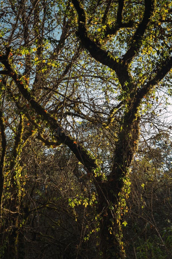 Trees with Vines Typical of the High Mountain Forest of the Sierra in ...